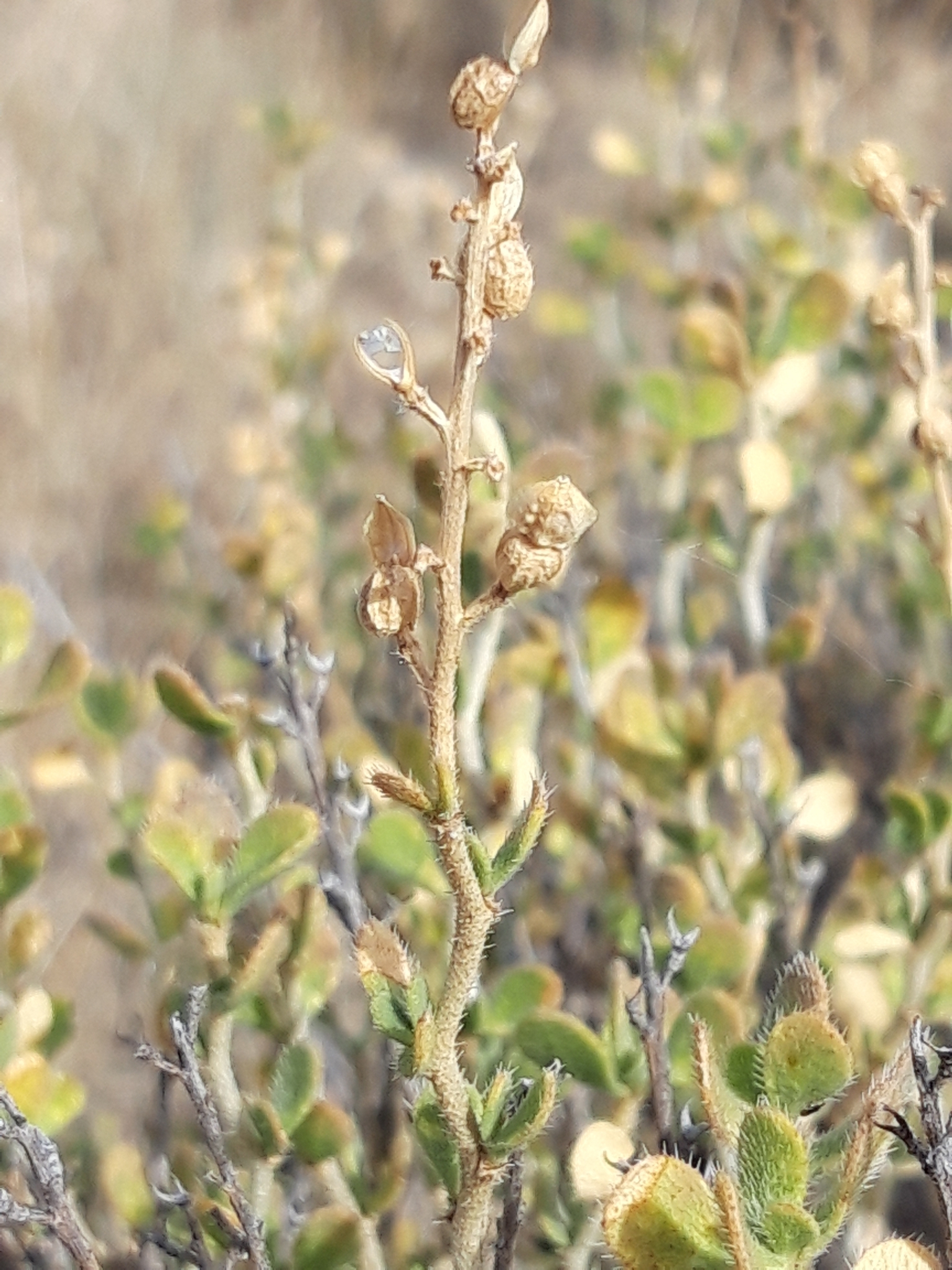 Vella pseudocytisus L.