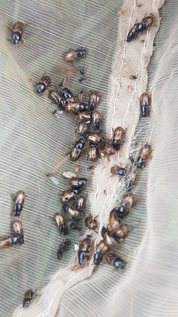 Chilothorax distinctus by Stanisław · iNaturalist