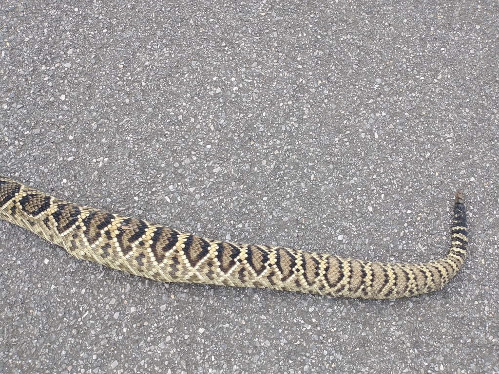 Eastern Diamondback Rattlesnake in October 2020 by Jordan Bantuelle ...