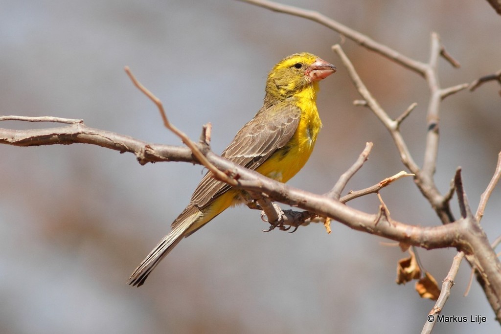 Northern Grosbeak-Canary from Filtu, Oromia, Ethiopia on January 17 ...