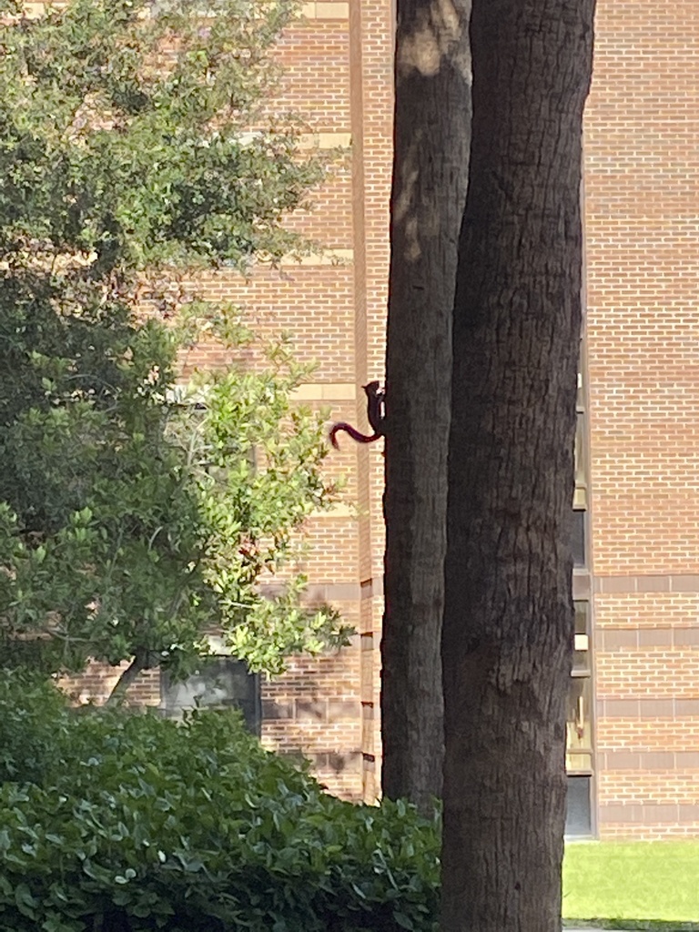 Eastern Gray Squirrel from University of Central Florida, Orlando, FL ...