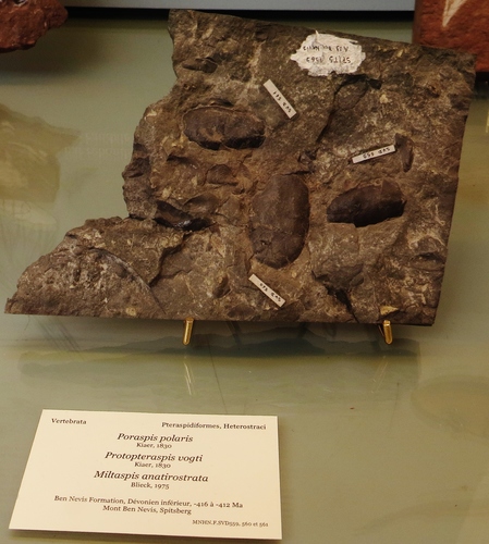 Poraspis polaris · iNaturalist