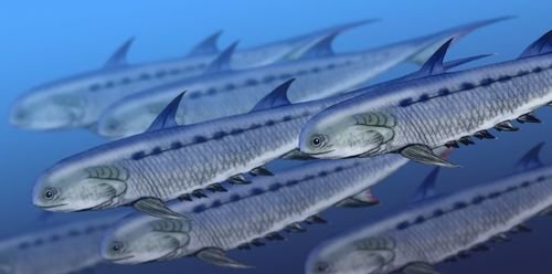 Climatius reticulatus · iNaturalist