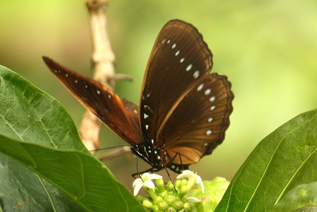 Diadems & Eggflies from Honiara, Guadalcanal, Solomon Islands on July ...