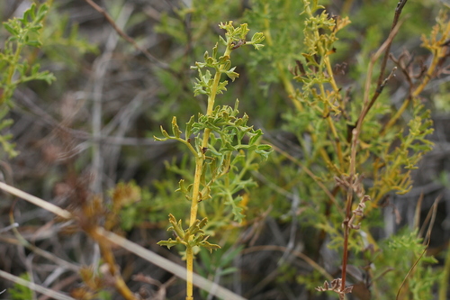 Dwarf Blisterbush (Notobubon montanum) · iNaturalist