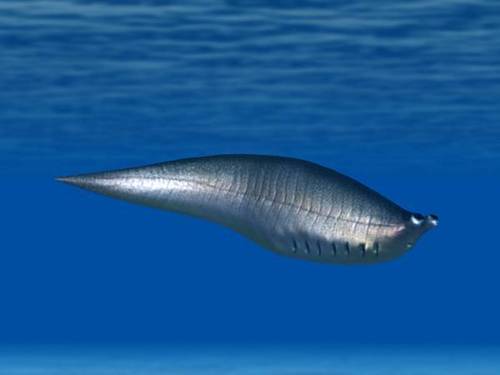 Translation missing: all_taxa.metaspriggina_walcotti (Metaspriggina ...