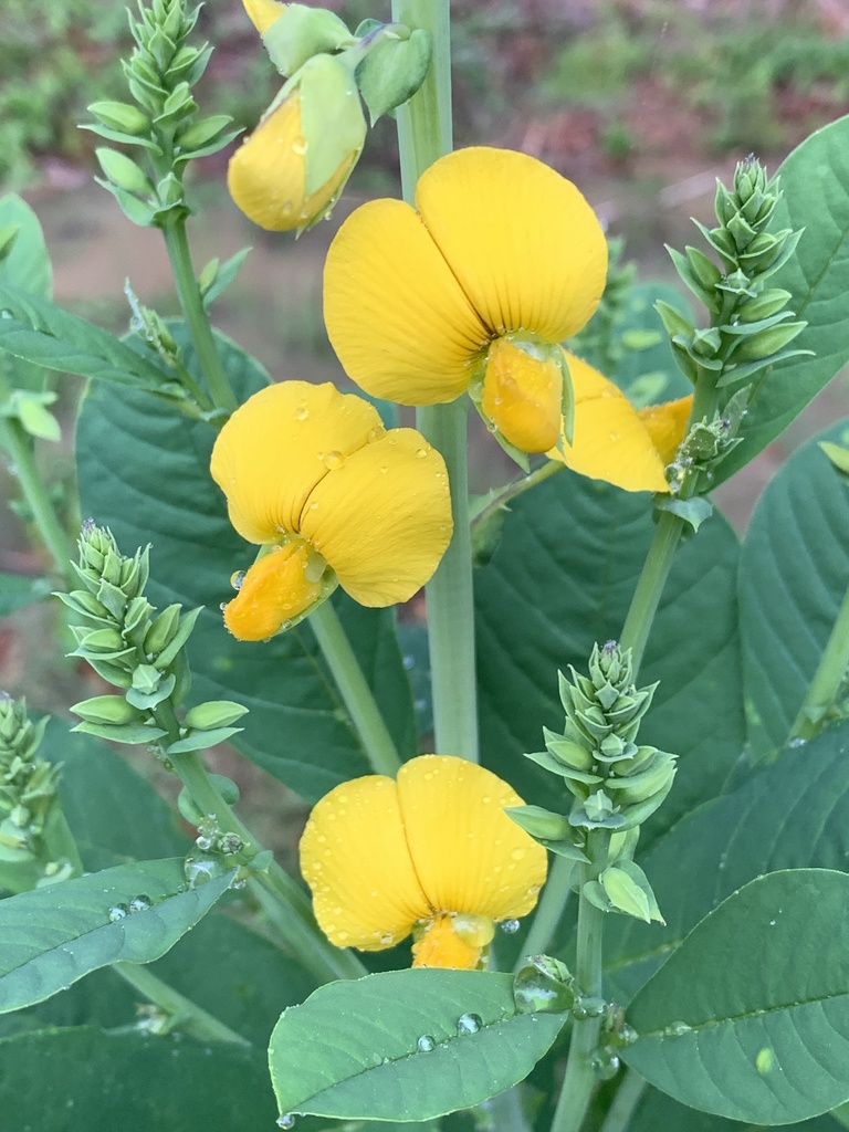 Showy Rattlebox (Crotalaria spectabilis) - Botanical Realm