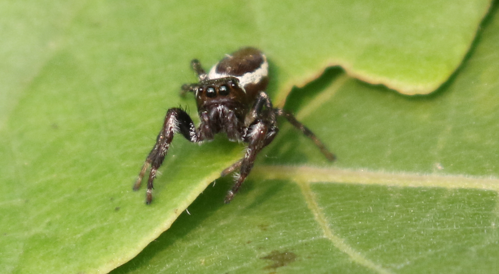 Bronze Jumping Spider from University District, Spokane, WA, USA on ...