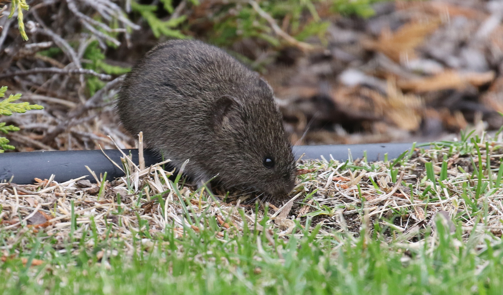 Meadow Voles from Spokane, Washington, United States on October 1, 2020 ...
