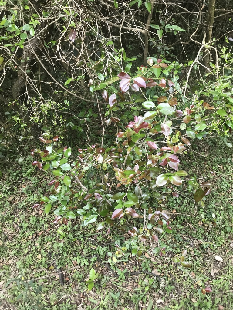 strawberry-guava from Rio Uruguay, Sección 07, Artigas, UY on October 9 ...