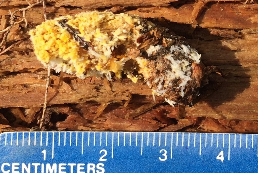 Sepedonium ampullosporum from Wake County, NC, USA on September 28 ...