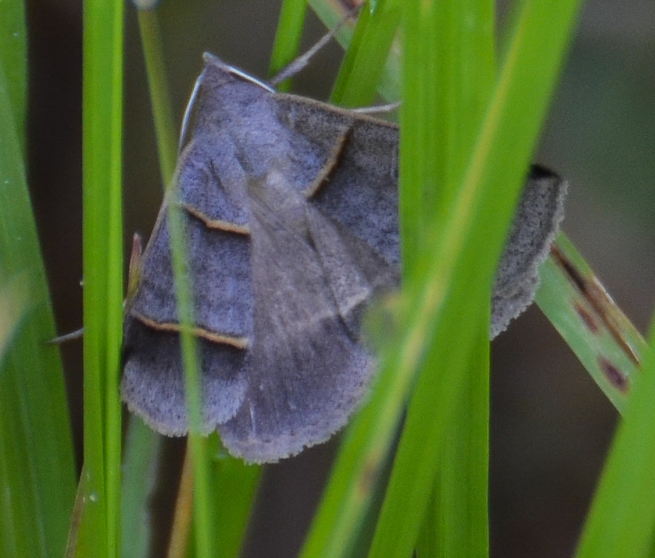 Black-tipped Ptichodis Moth from 13125 Honore Ave, Sarasota, FL 34238 ...