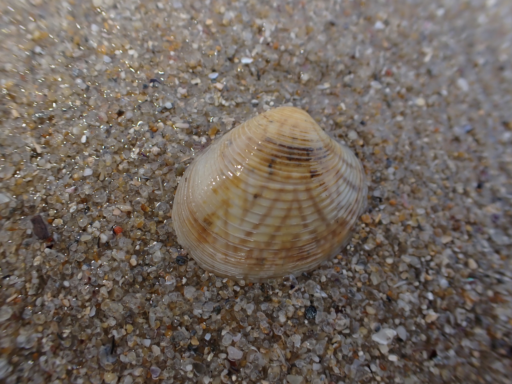 Sand Cockle (Katelysia scalarina) - Tomahawk, Tasmania