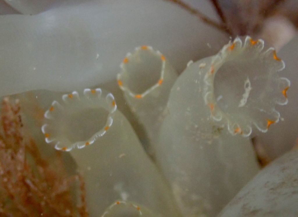 Ciona savignyi from San Francisco, CA, USA on October 09, 2020 at 12:03 ...