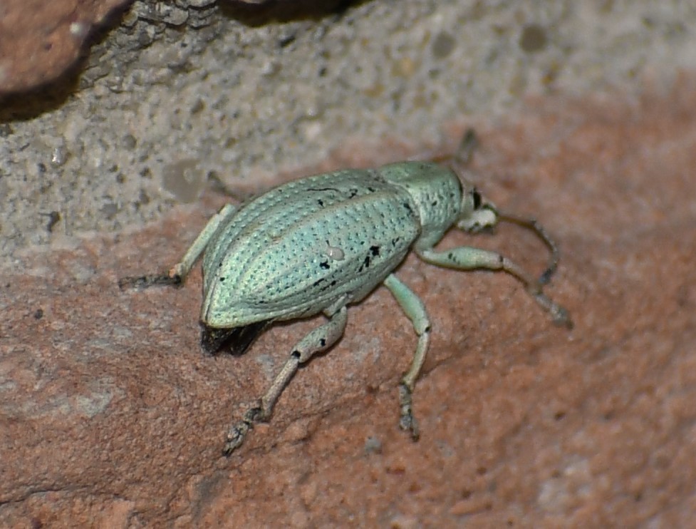 Golden-headed Weevil from Zapata County, TX, USA on October 8, 2020 at ...
