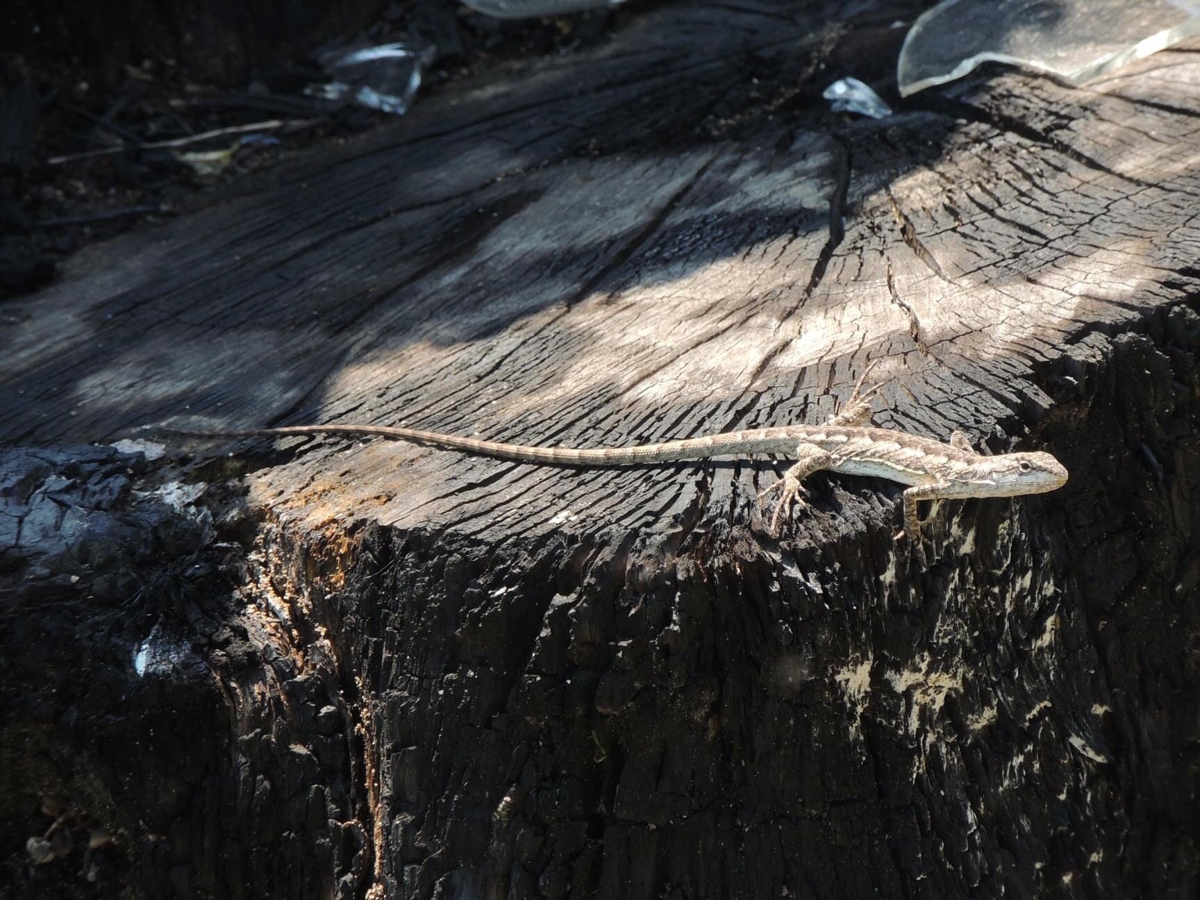 Anisolepis grilli Boulenger, 1891