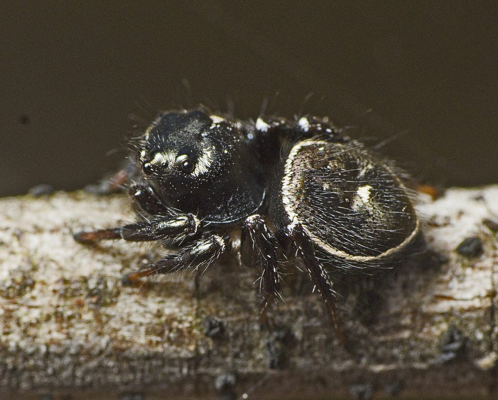 Ant-eater Jumping Spider from Freshwater national park on October 10 ...