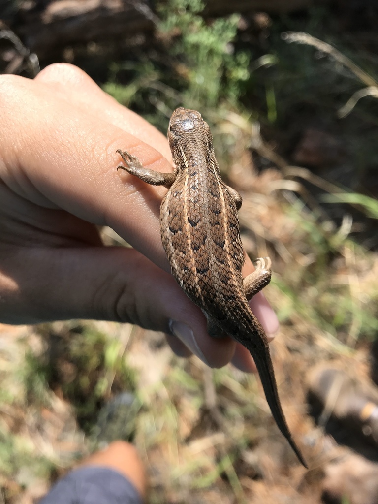 Slevin’s Bunch Grass Lizard in July 2018 by dstathis · iNaturalist