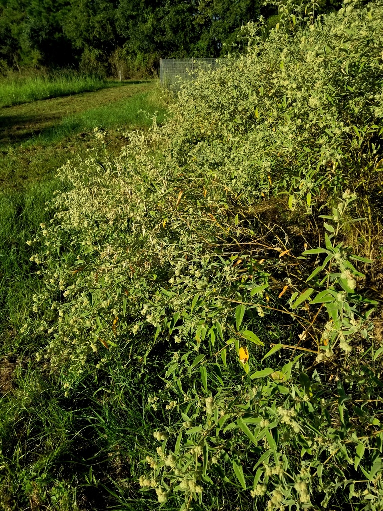 Lindheimer's Doveweed from Montgomery, Texas, United States on October ...