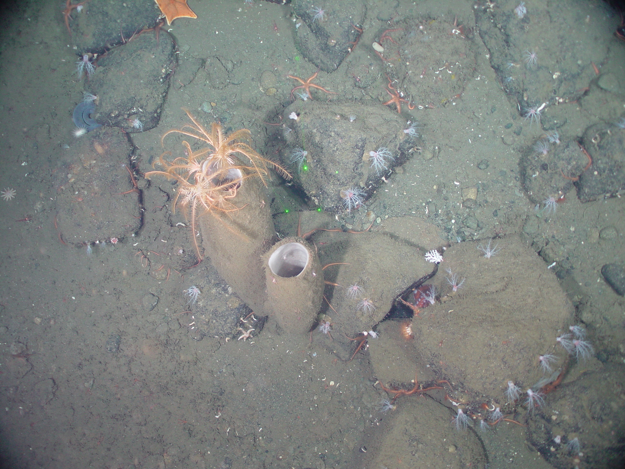 Rhabdocalyptus dawsoni (Lambe, 1893)