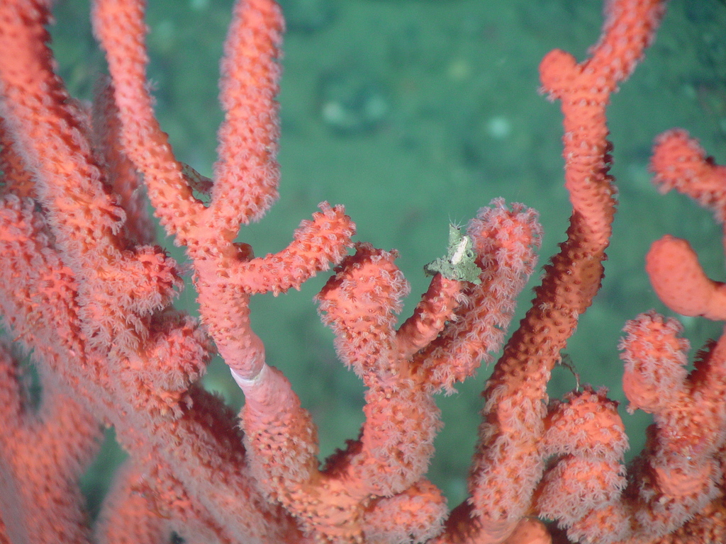 Bubble gum coral (RCA monitoring annotation species ID guide) · iNaturalist