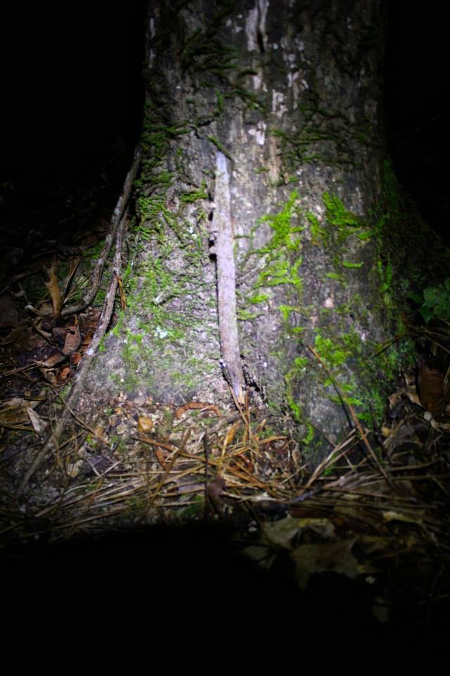 Abbot Purseweb Spider (MatBio: ARACHNIDS - Matanzas Biodiversity ...