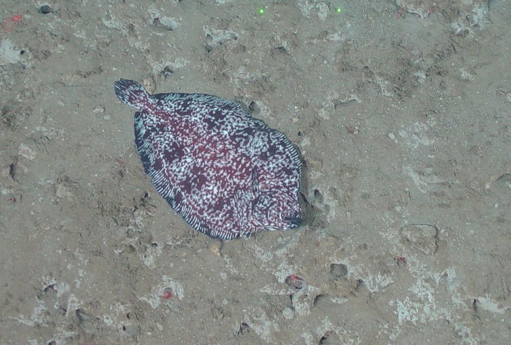 Deepsea Sole (Microstomus bathybius) - Marine Life Identification