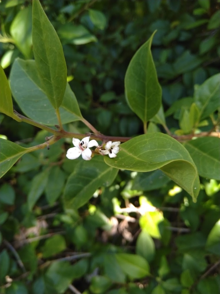 scrambling clerodendrum from Mon Repos QLD 4670, Australia on October ...