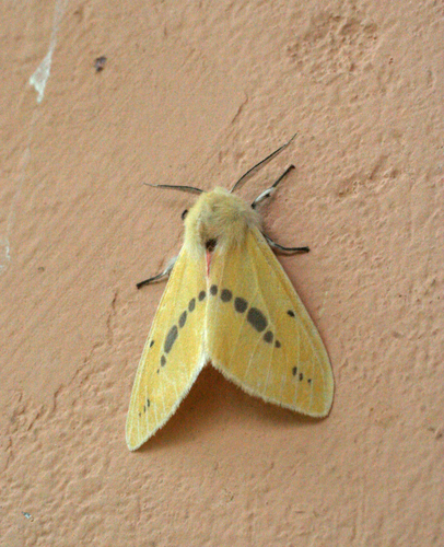 Lemyra jankowskii · iNaturalist United Kingdom
