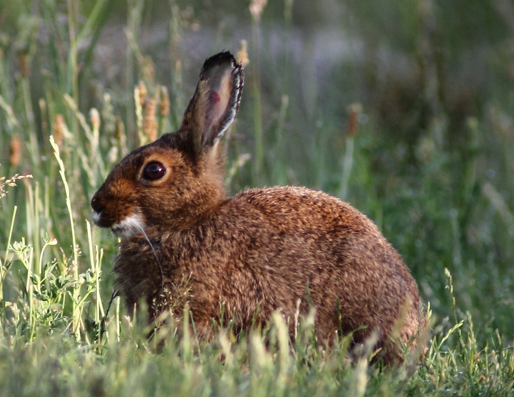 Washington Snowshoe Hare (Lepus americanus washingtonii) - Know Your ...