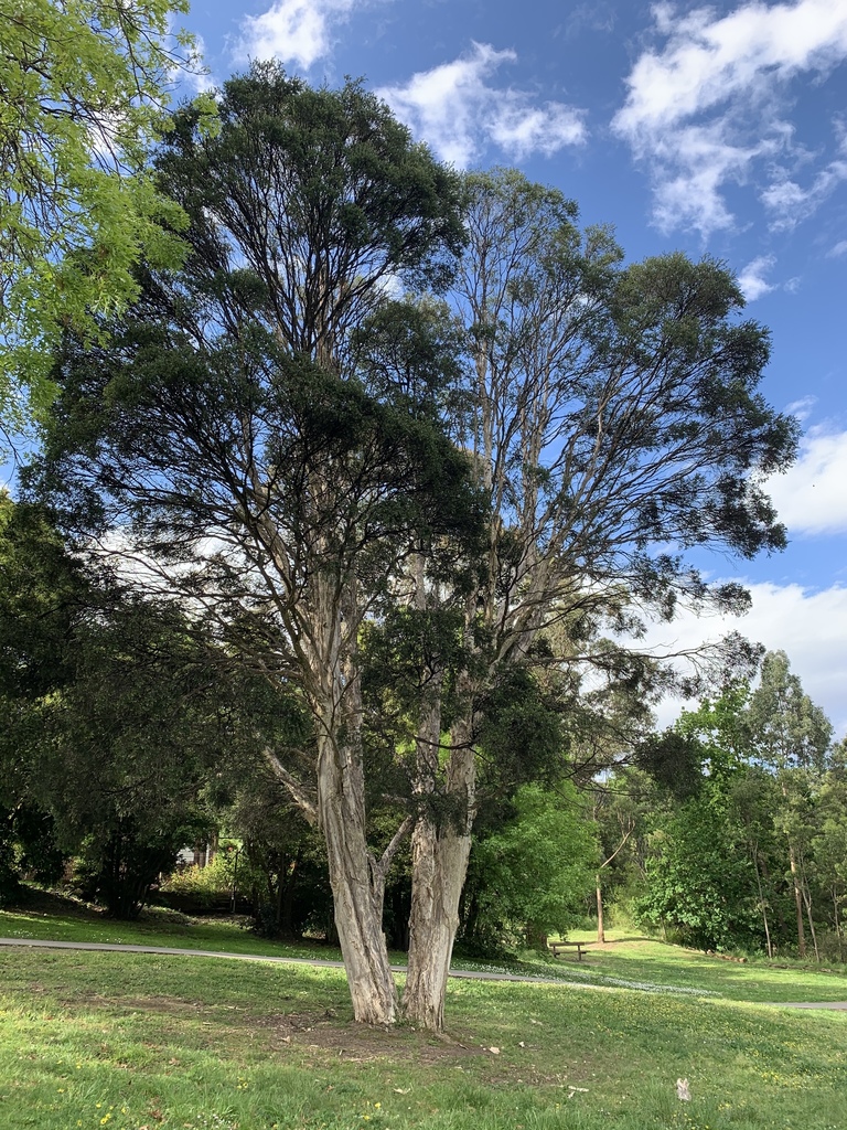 Moonah (Melaleuca lanceolata) - Botanical Realm
