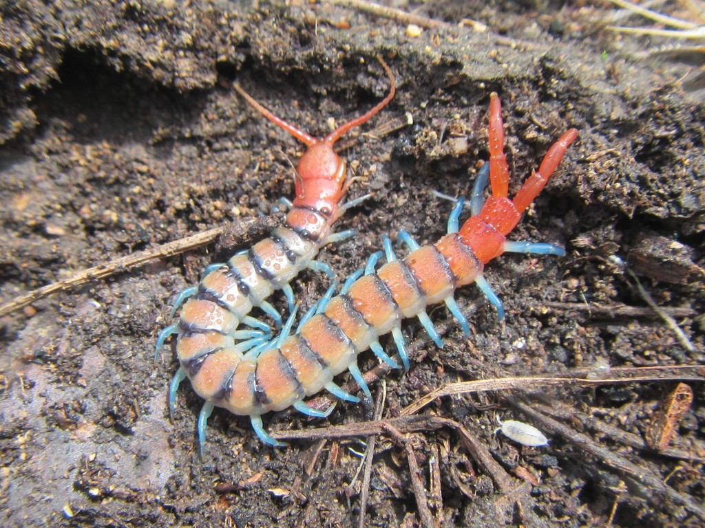 Red-headed Centipede from Townsville QLD, Australia on March 7, 2018 at ...