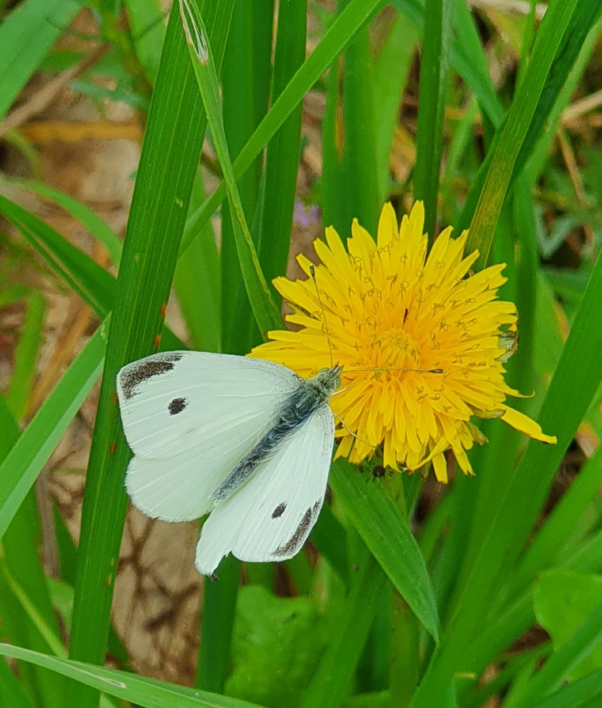 Small White from Upwey VIC 3158, Australia on March 4, 2020 at 03:20 PM ...