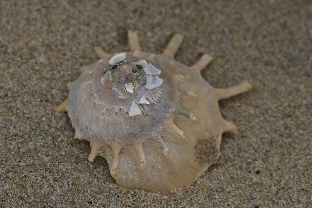 Sunburst Carrier Shell from Muthukadu, Tamil Nadu, India on October 10 ...