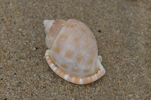 Channelled Bonnet Snail (Semicassis canaliculata) · iNaturalist