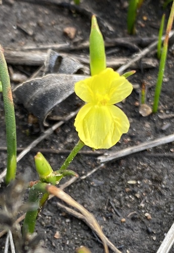 Subspecies Philydrella pygmaea pygmaea · iNaturalist
