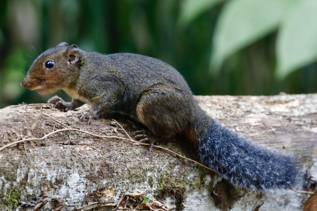 Asian Red-cheeked Squirrel from Bukit Fraser, 49000 Bukit Fraser ...