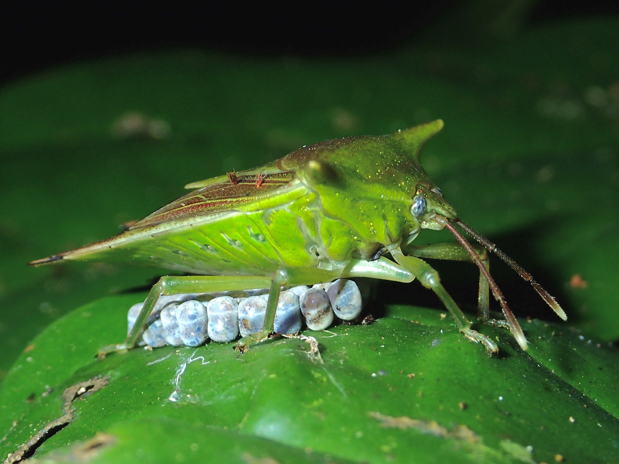 Pygoplatys Dallas, 1851