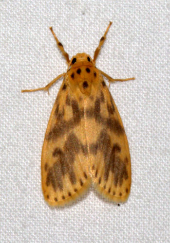 Miltochrista rubricosa · iNaturalist