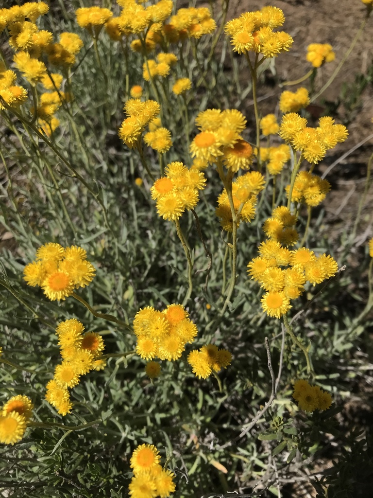 Common Everlasting from Ferries - McDonald Conservation Park, Monarto ...