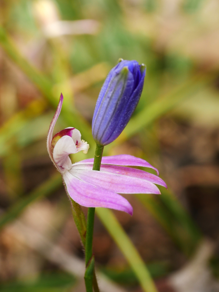 Pink Lady Fingers from Ararat VIC 3377, Australia on October 5, 2020 at ...
