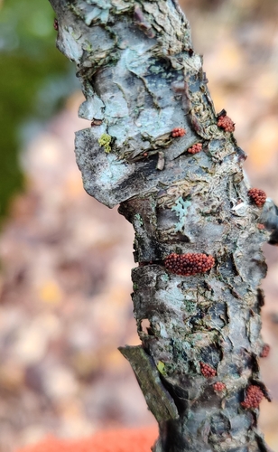 Neonectria coccinea · iNaturalist
