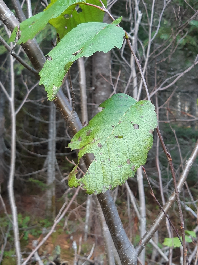 swamp alder from Saint-Quentin Parish, NB, Canada on October 08, 2020 ...