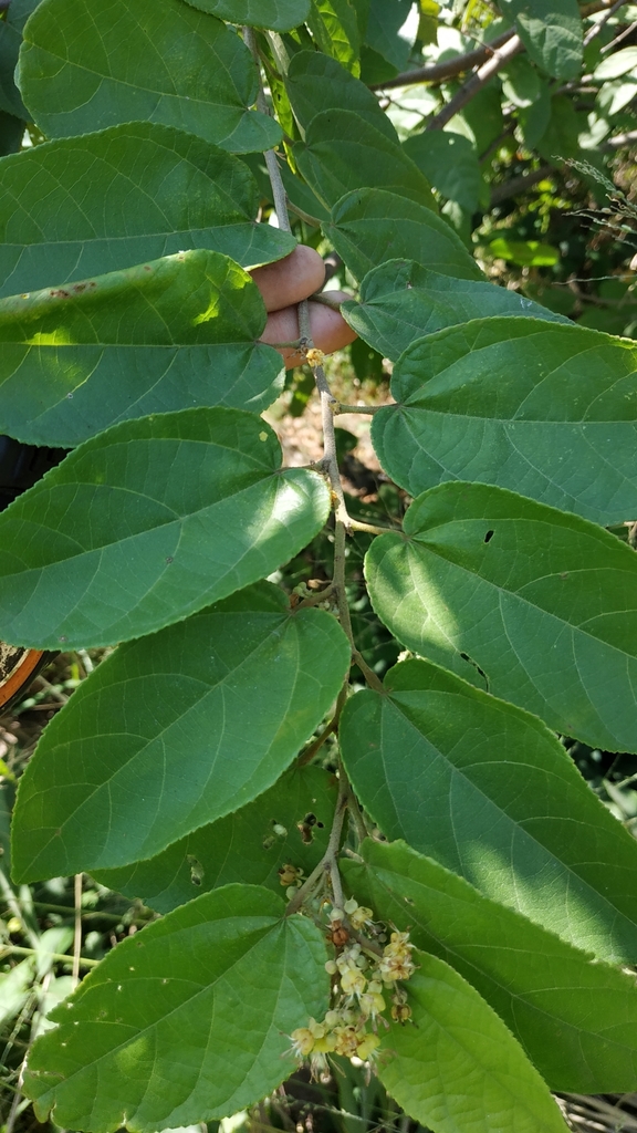 West Indian Elm from Veracruz, Ver., México on October 09, 2020 at 11: ...