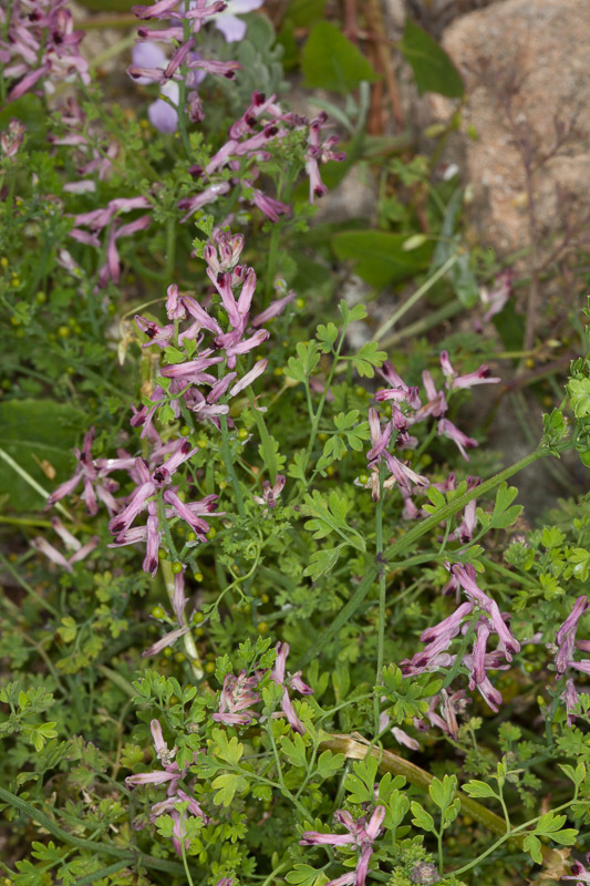 tall ramping-fumitory from Province of Sassari, Italy on April 19, 2009 ...