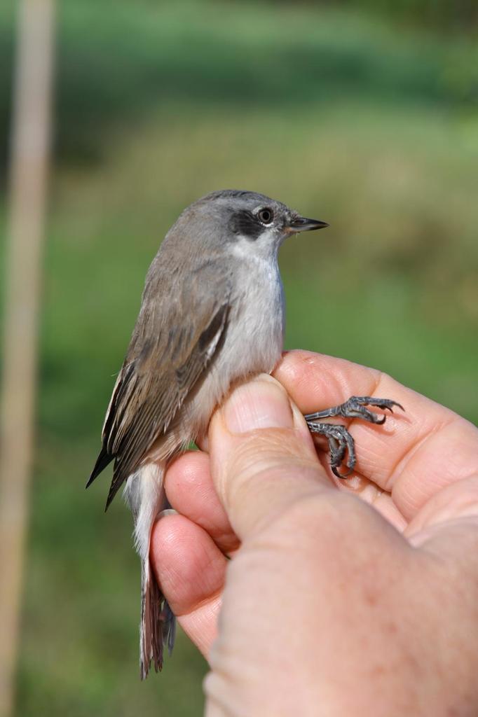 Lesser Whitethroat (Curruca curruca) - Avian Discovery