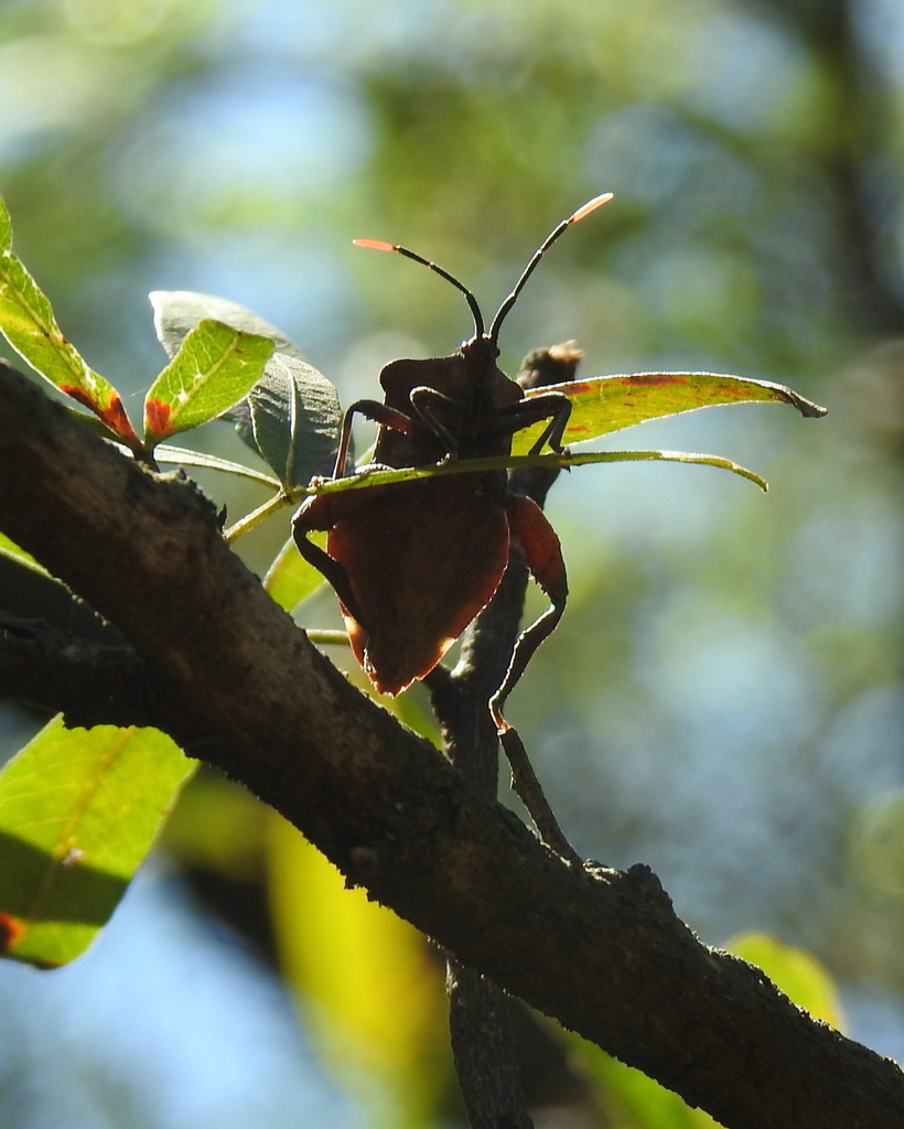 Rhyticoris terminalis from Roodeplaat Nature Reserve, Gauteng, South ...