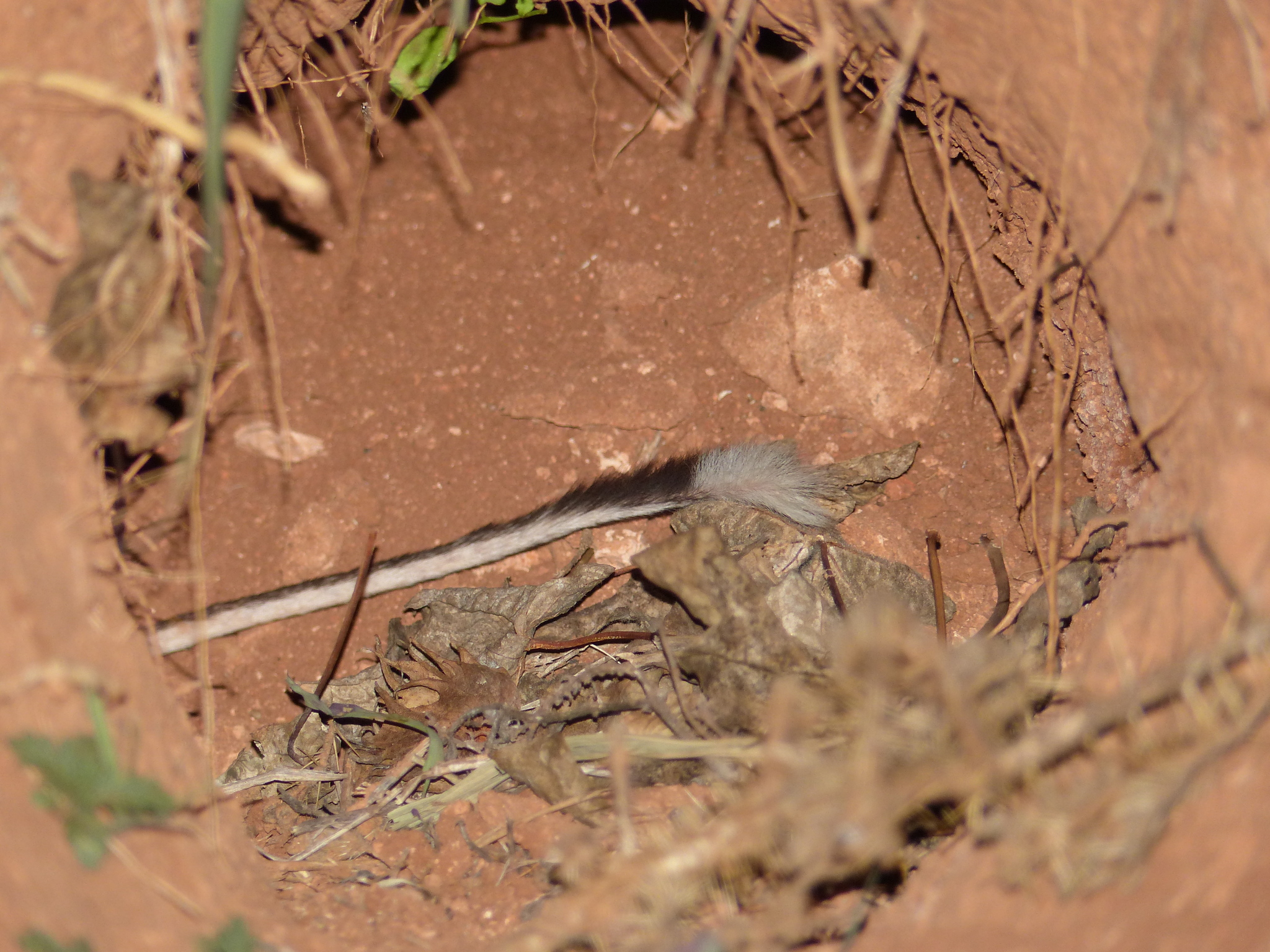 Dipodomys elator Merriam, 1894