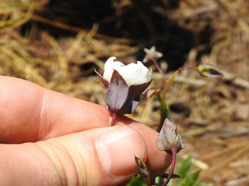 Chocolate Bells from Roodeplaat Nature Reserve, Gauteng, South Africa ...