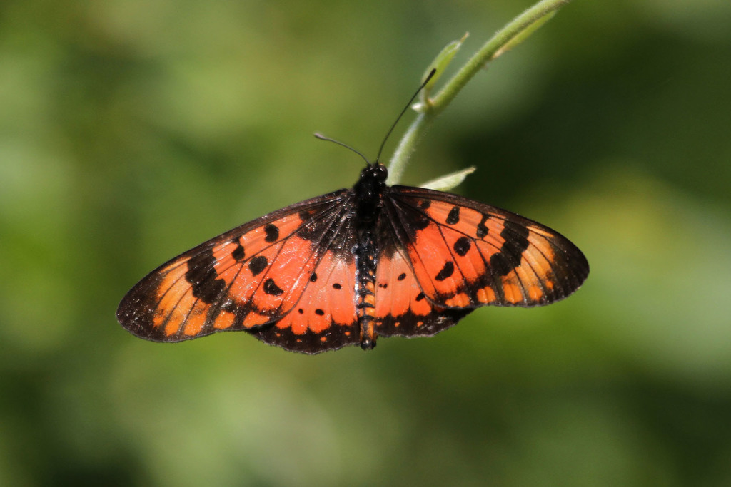 Acara Acraea (kruger national Insects) · iNaturalist